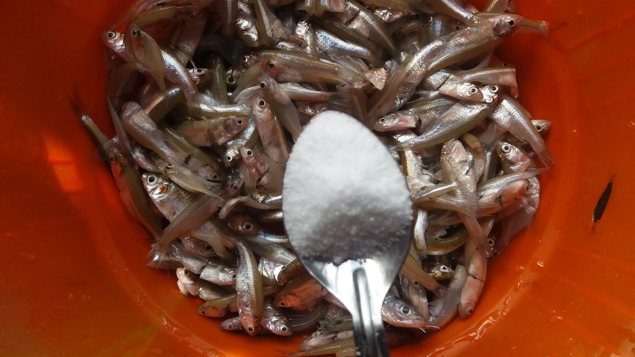 Fish Fry | How To Make Masala Fish Fry - Candid Treat