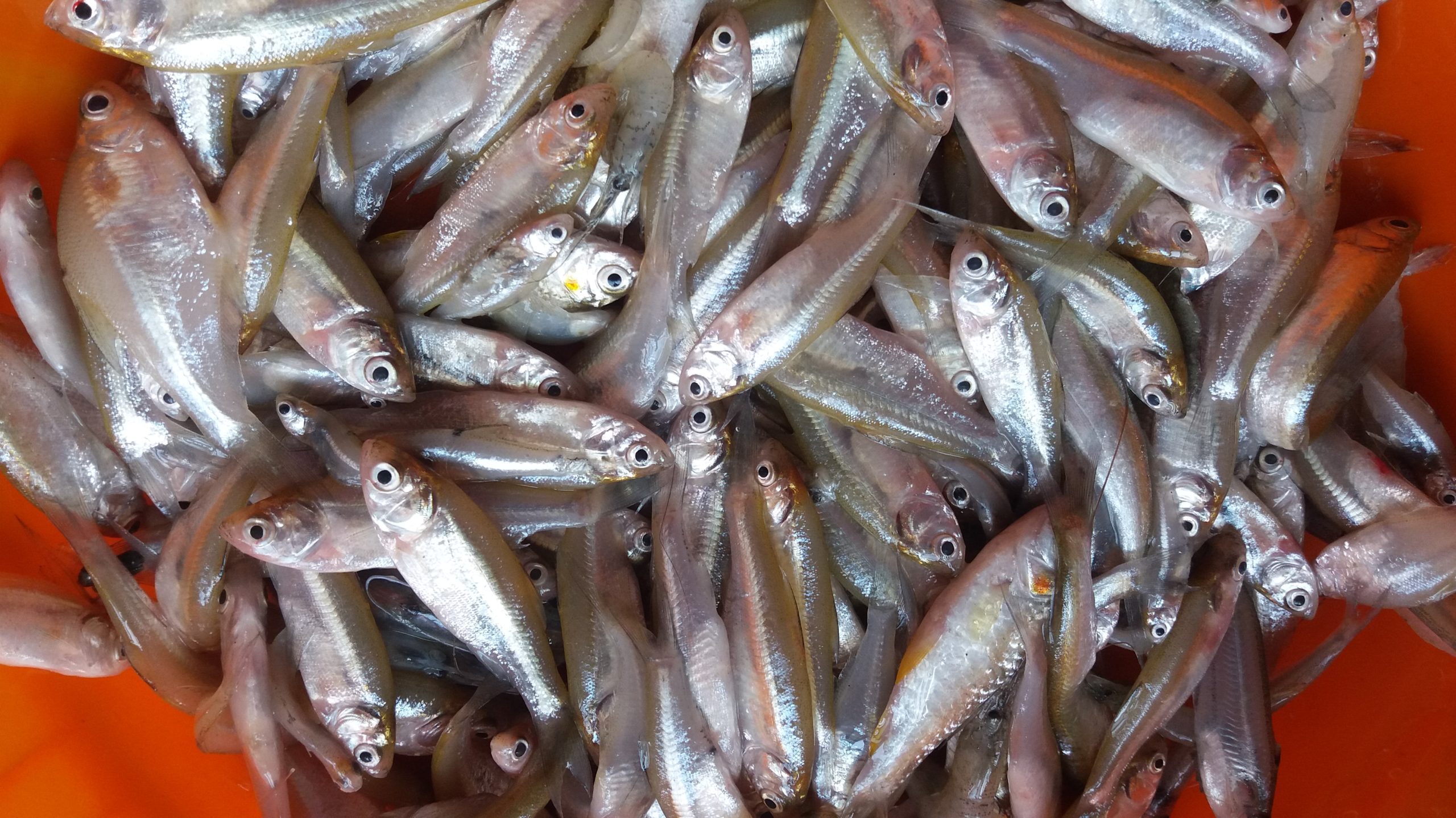 Fish Fry | How To Make Masala Fish Fry - Candid Treat