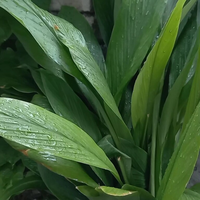 Patoli Recipe | Patoleo(steamed Rice Rolls) - Candid Treat